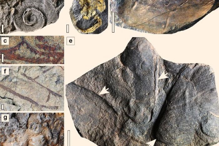Fosil Hewan Laut di Maroko, Laut Ordovisium Awal Dikuasai Arthropoda ...