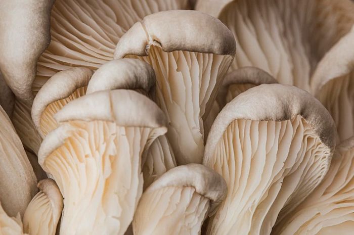 Mengenal Pengertian Zat Kitin dan Kegunaannya, Salah Satunya Kosmetik ...