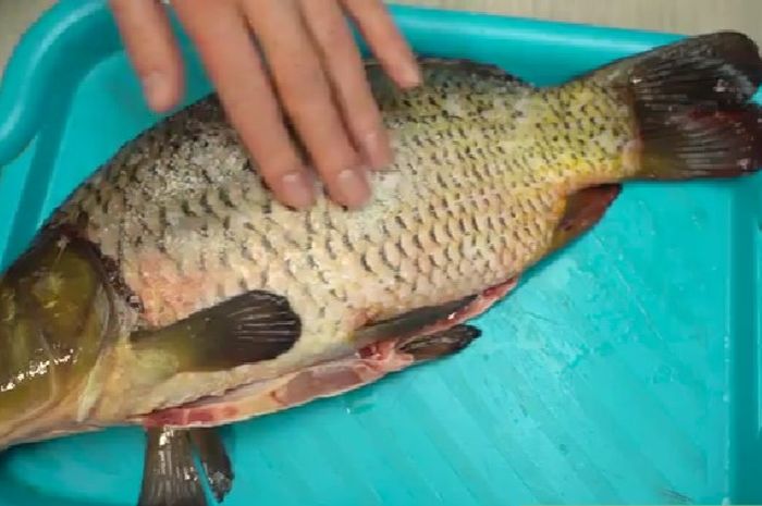 Berbulan-bulan Bisa Awet, Begini 5 Tips Bekukan Ikan Segar yang Benar ...