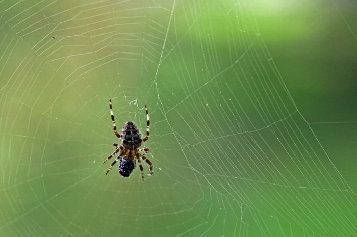 Bentuknya Tak Bisa Ditiru, Ini 6 Fakta Unik Jaring Laba-laba - Bobo