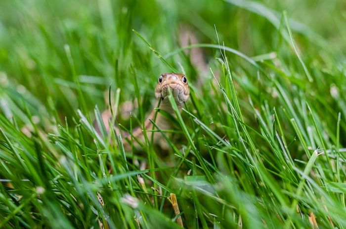 Salah Satunya Berbisa, Ini 4 Jenis Ular yang Sering Masuk Rumah serta ...