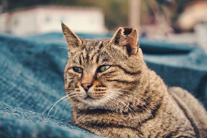 Berapa Rata-Rata Usia Kucing Bisa Bertahan Hidup? Ini Penjelasannya - Bobo