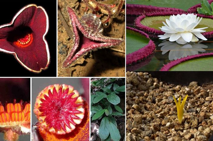 Lima Penemuan Tumbuhan Terbaik sepanjang 2022: Dari Aceh hingga Turki - National Geographic