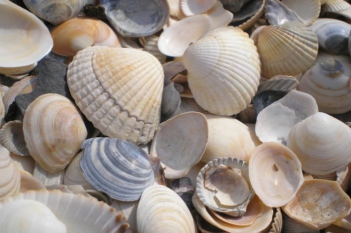Warnanya Beragam, Dari Mana Asal Warna pada Cangkang Kerang? - Adjar