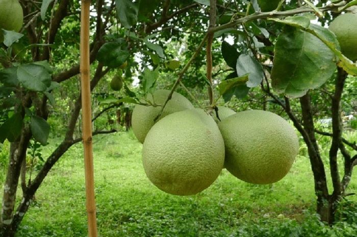 Coba Makan Jeruk Bali Setiap Hari, 5 Manfaat Baik ini Bakal Langsung ...
