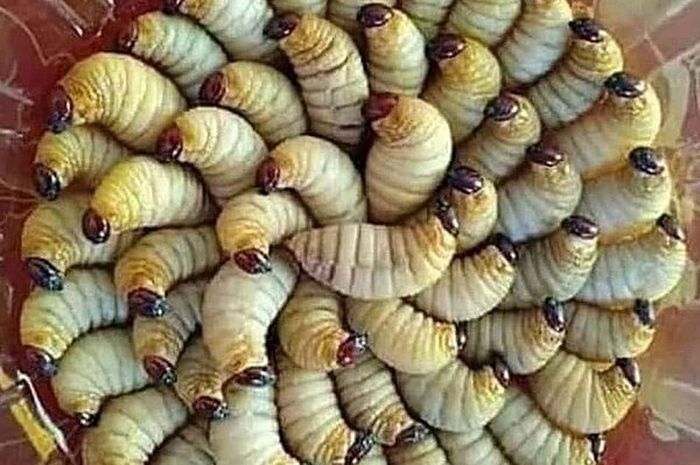 5 Fakta Unik Ulat Sagu, Makanan Khas Papua yang Kaya Nutrisi - Bobo