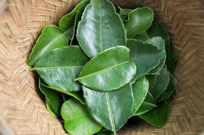 Tips Simpan Daun Jeruk Biar Gak Cepat Layu, Hasilnya Bisa Bikin Sedap ...
