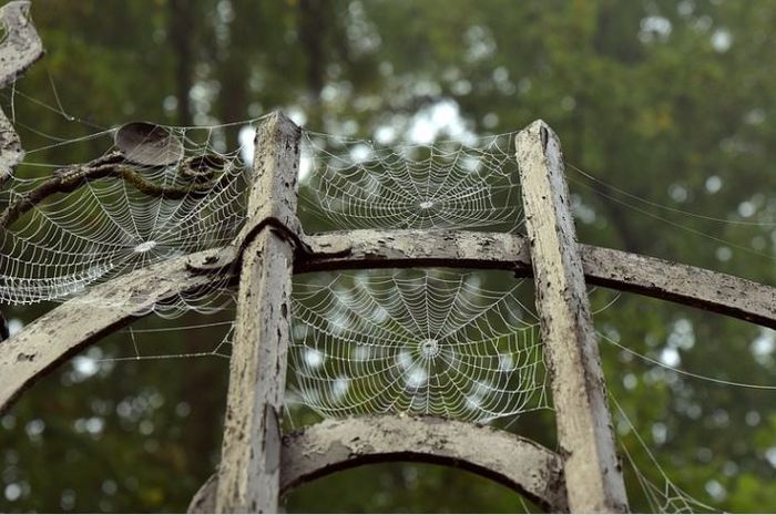 Arti Mimpi Rumah Dipenuhi Sarang Laba-laba Isyaratkan Makna Negatif Ini ...