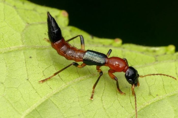 Tanpa Panik, Ini Cara Mengatasi Gigitan Semut Tomcat, Lakukan 4 Langkah ...