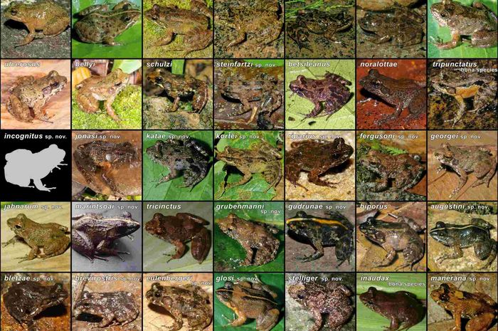 Dunia Hewan: Dua Puluh Spesies Baru Katak Ditemukan di Madagaskar ...