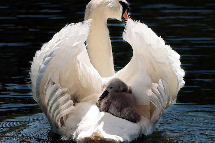 7 Fakta Unik Angsa, Hewan Setia yang Cepat Belajar dan Pemberani - Bobo