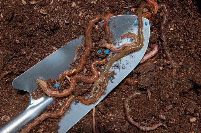 Perbedaan Dekomposer dan Detritivor Beserta Contohnya - Bobo