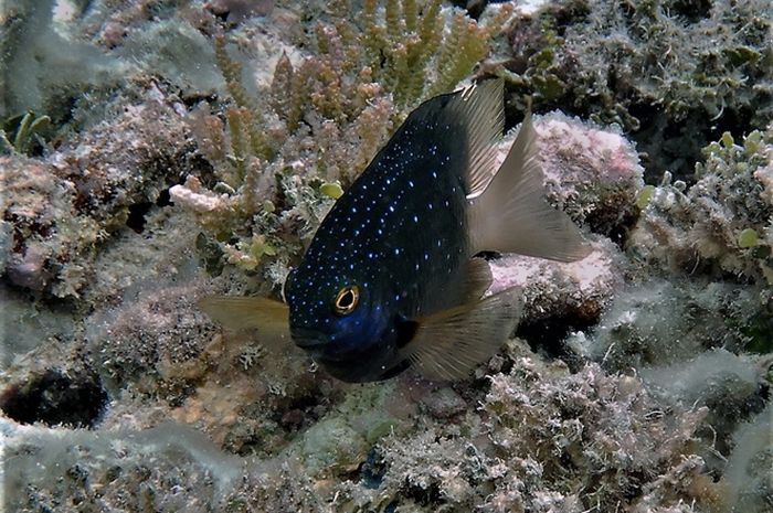 Dunia Hewan: Tikus Hitam Invasif Mengubah Perilaku Ikan Karang Tropis ...