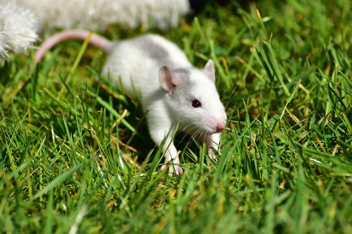 Mengenal Hewan Transgenik, Spesies yang Telah Dimodifikasi secara ...