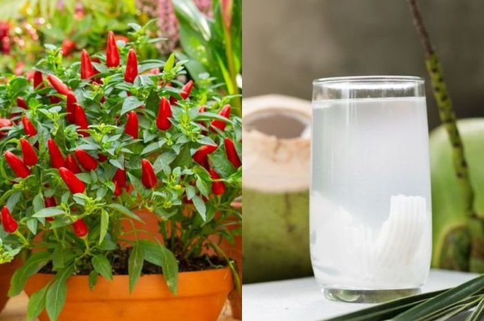Selalu Panen Terus, Cara Membuat Tanaman Subur dengan Air Kelapa ...