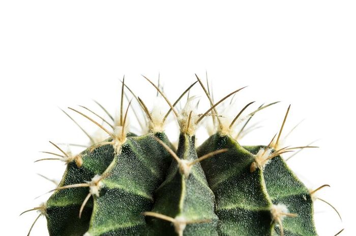 5 Cara Merawat Kaktus Mini agar Bisa Hidup Lebih Lama, Apa Saja? - Kids