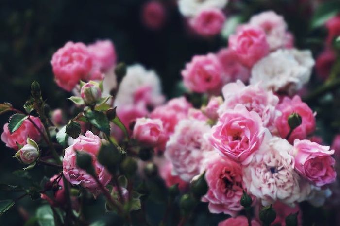 Berapa Harga Mawar Termahal yang Pernah Dijual? - Adjar