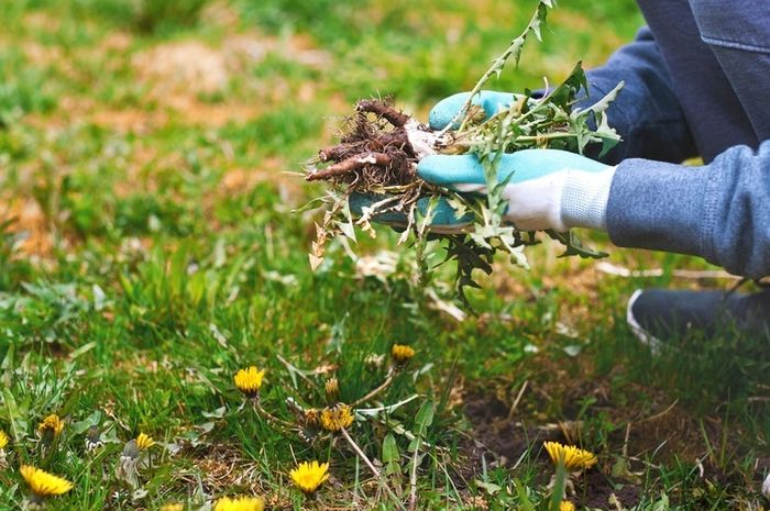 Trik Jitu Membamsi Rumput Liar Pakai Bahan Alami, Gak Bakal Tumbuh Lagi ...