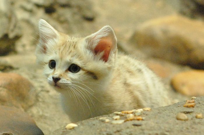 6 Fakta Unik Kucing Pasir, Hewan Pemburu Andal Bertubuh Mungil - Bobo