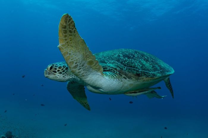 Penyu Tempayan Suka Memberikan Tumpangan pada Hewan Lain saat Migrasi ...