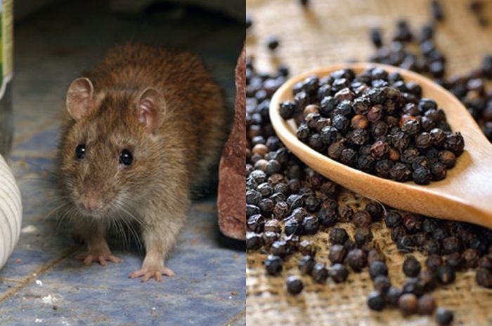 Tikus Ternyata Takut Sama Merica, Begini Cara Bikin Tikus Ngibrit Dari ...