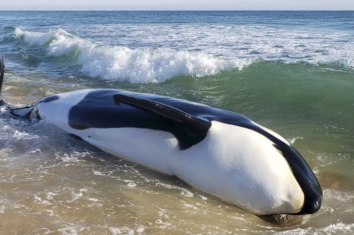 Tisu Toilet Beracun Ditemukan Pada Paus Orca yang Terancam Punah ...