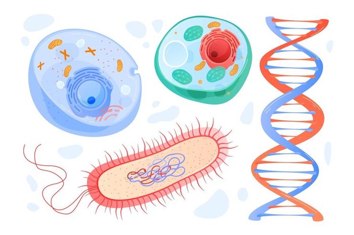 Spesialisasi Sel: Uniseluler dan Multiseluler, Materi IPA Kelas 8 SMP ...