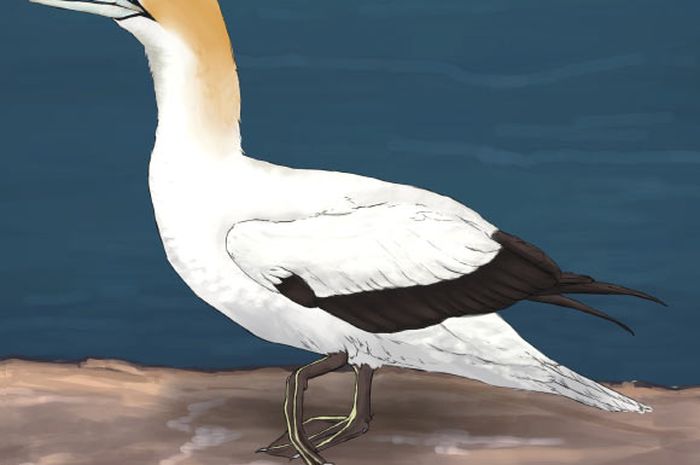 Paleontolog Menemukan Fosil Burung Laut dari Zaman Miosen di Portugal ...