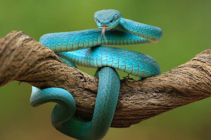 Arti Mimpi Ular Biru Simpan Makna Negatif, Dari Pengkhianatan hingga ...