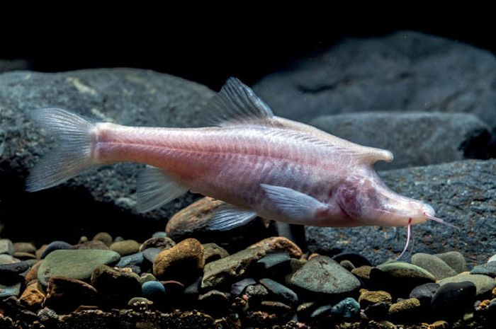 Dunia Hewan: Spesies Baru Ikan Bertanduk Misterius di Gua Tiongkok ...