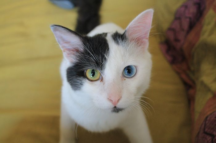 Jarang Diketahui, Ini 6 Fakta Unik Kucing Odd Eye, Kedua Matanya Punya ...