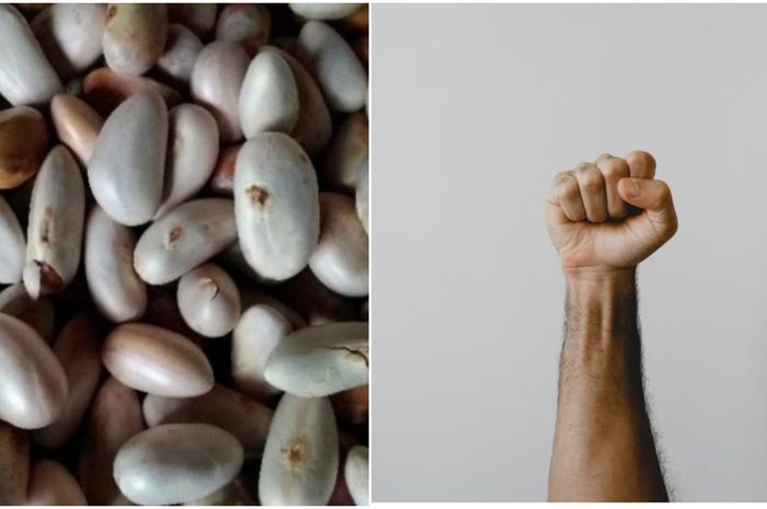 Biasa Dibuang-buang karena Tak Berfaedah, Siapa Sangka Biji Nangka Bisa ...