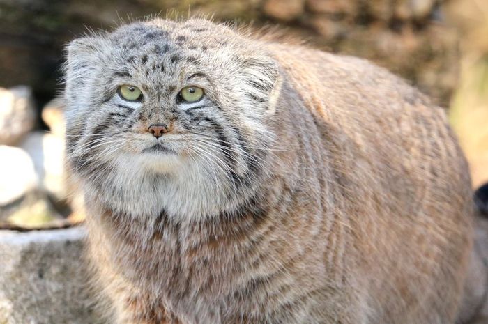Dunia Hewan: Kucing Langka Ini Diketahui Menghuni Gunung Everest ...
