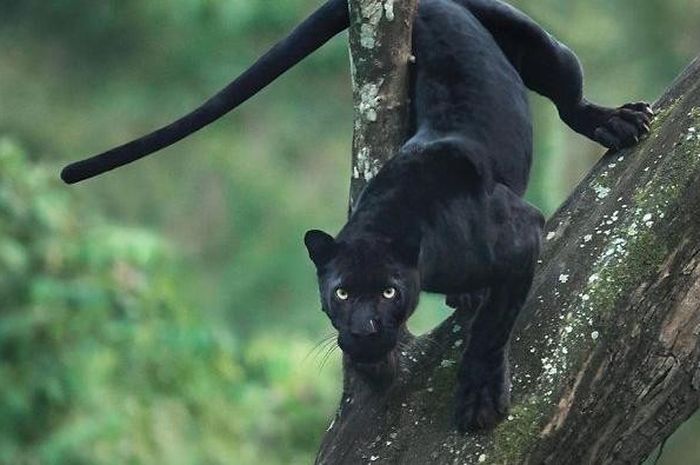 6 Ciri-ciri Manusia yang Dijaga Khodam Harimau Kumbang, Salah Satunya ...