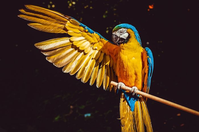 Fakta Menarik Burung Macaw, Keluarga Beo yang Bisa Hidup 80 Tahun - Kids
