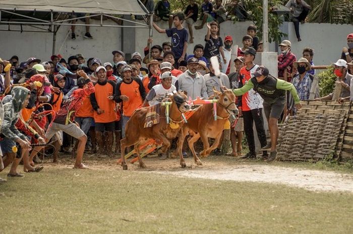 5 Macam Festival Kebudayaan Khas Indonesia, Salah Satunya Karapan Sapi ...