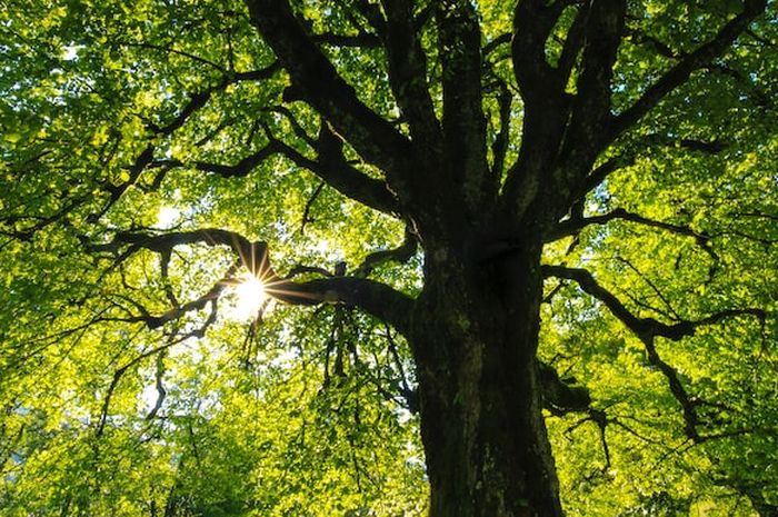 3 Bagian Pokok pada Batang Tumbuhan - Adjar