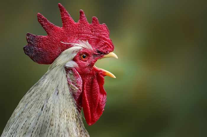 Arti Mimpi Ayam Berkokok Bukan Tanda Sial, Konon Malah Jadi Pertanda ... Arti Mimpi Ayam Berkokok Bukan Tanda Sial, Konon Malah Jadi Pertanda ...