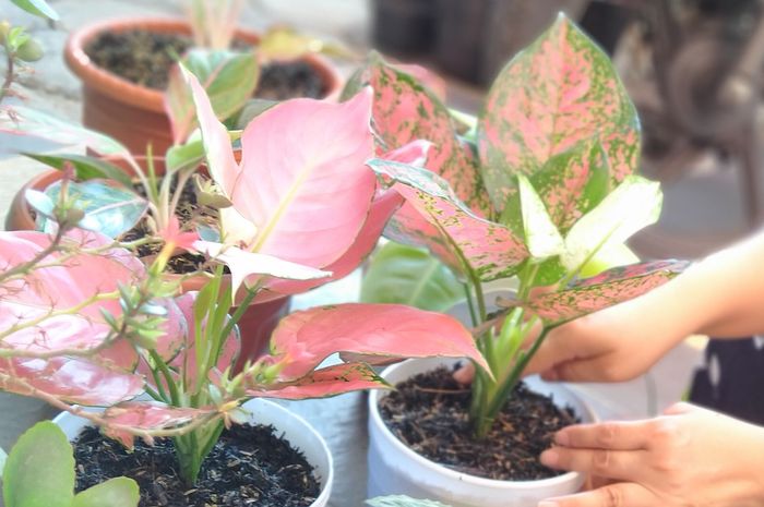 10 Jenis Tanaman Rumah yang Punya Manfaat Penting untuk Kesehatan - Nakita