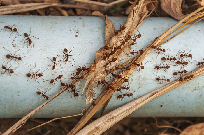 Semut Gak Bakal Pernah Berani Masuk Lagi, Caranya Cukup Sebar Irisan ...