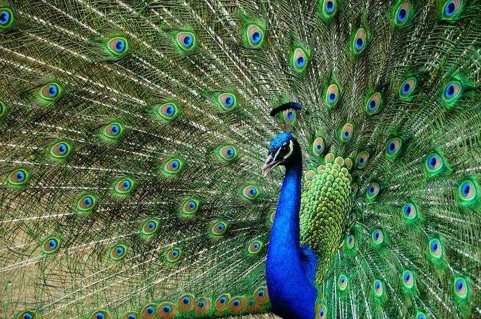 15 Fakta Menarik Burung Merak yang Dikenal akan Keindahan Bulunya - Kids