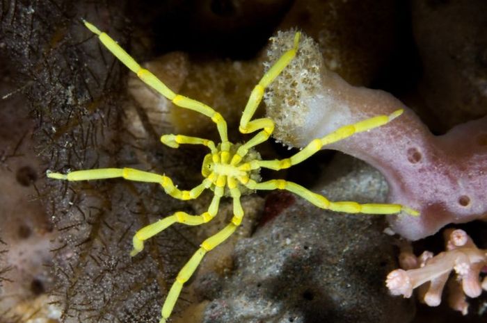 Dunia Hewan: Laba-Laba Laut Ternyata Dapat Menumbuhkan Kembali Anusnya ...