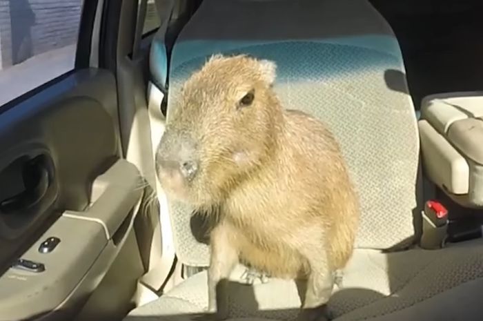 Kenapa Capybara Viral di Internet dan Jadi Meme 'Masbro'? - Hai