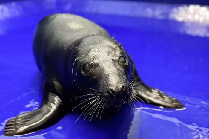 Meski Penampilannya Langka, Anjing Laut Ini Jadi Favorit Pengunjung di ...