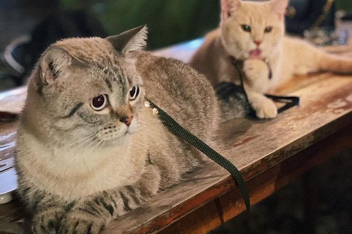 Nggak Cuma Manusia, Kucing Juga Suka Makanan Gurih Alami - Hai