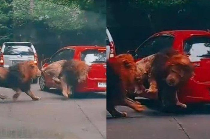 Mobil Penyok Diseruduk Singa di Taman Safari, Pemilik Tak Sudi Damai ... Mobil Penyok Diseruduk Singa di Taman Safari, Pemilik Tak Sudi Damai ...