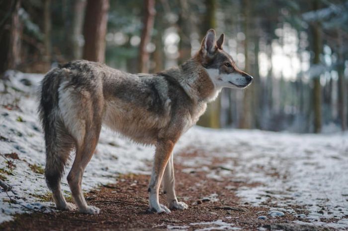 8 Anjing Ini Sering Dikira Serigala karena Bentuk Tubuhnya Mirip - Kids