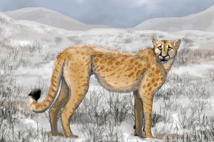 Dunia Hewan: Citah Purba Amerika Memiliki Perilaku Berburu yang Unik ...