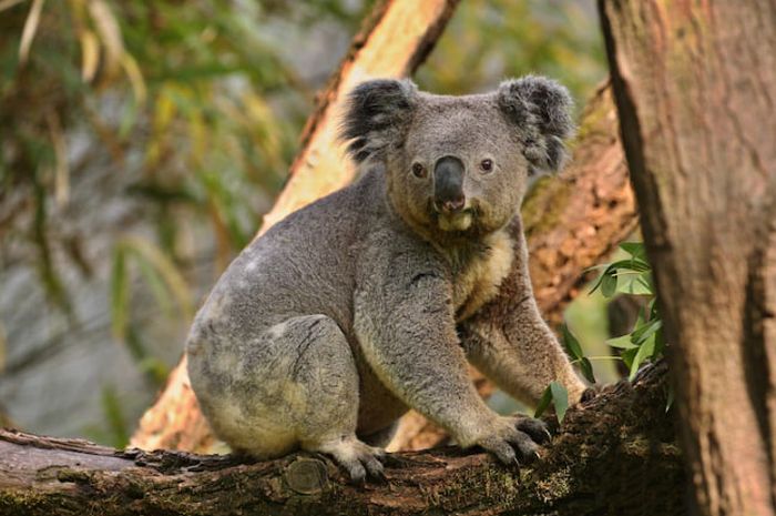 15 Fakta Menarik Koala, Hewan Arboreal yang Suka Makan Daun Eukaliptus ...