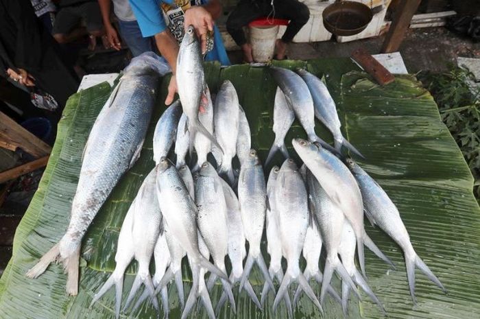 Jangan Sampai Salah Pilih, Begini Tips Beli Bandeng Segar dari Pasar ...